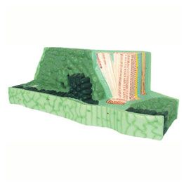 Leaf Structure Model